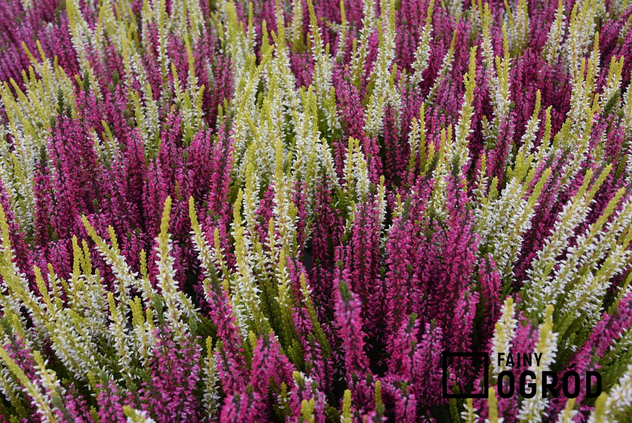 Przycinanie wrzosów krok po kroku - jak i kiedy ciąć wrzosy