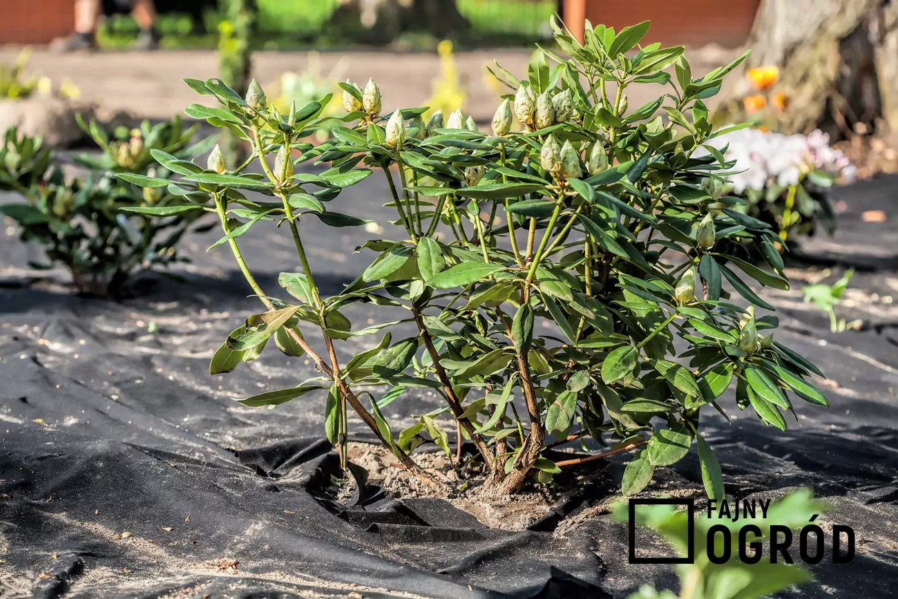 Jak i kiedy sadzić rododendrony (azalie) - praktyczny poradnik