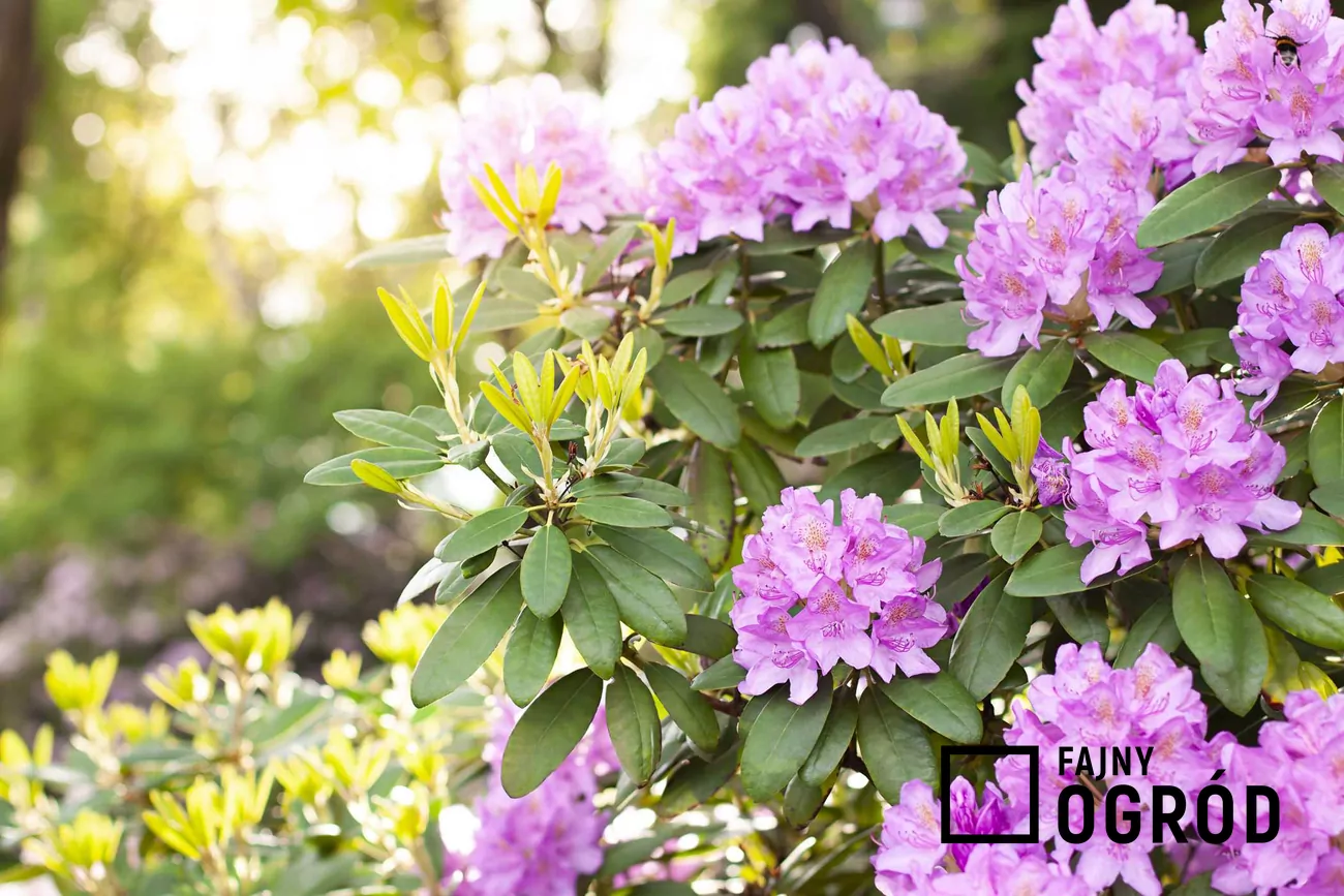 Jak i kiedy przesadzać rododendrony? Praktyczny poradnik krok po kroku