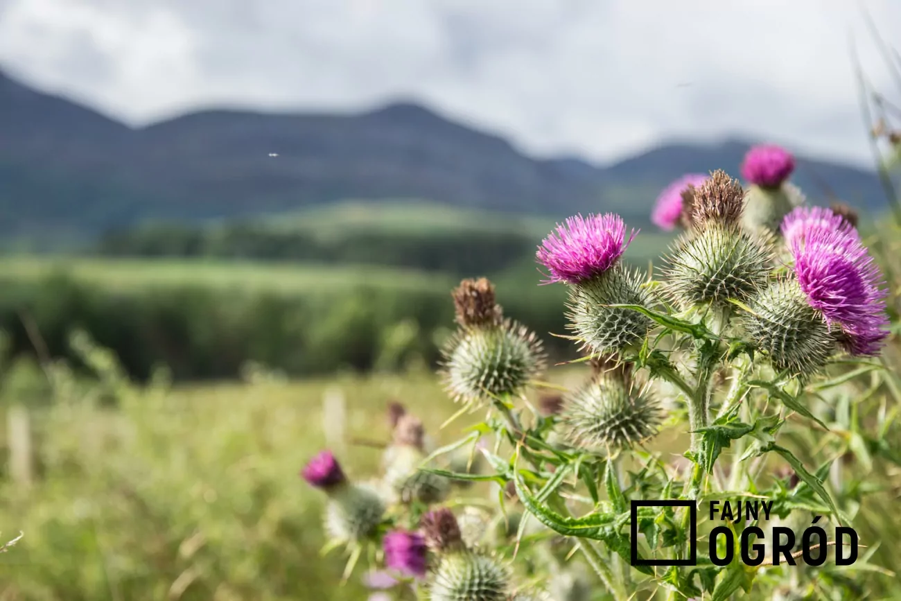 Oset - opis, występowanie, odmiany, symbolika, zdjęcia