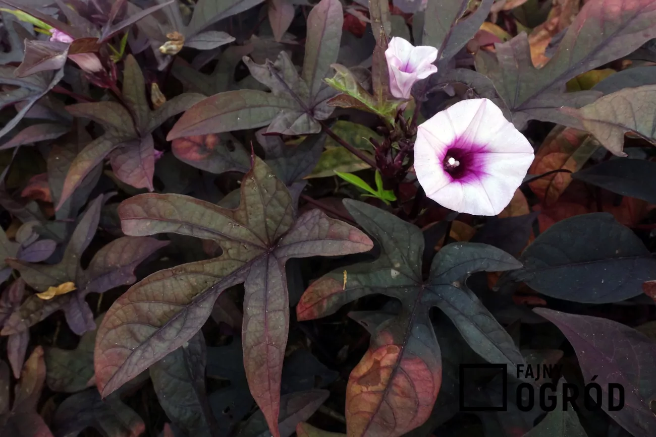 Wilec ziemniaczany - opis, wymagania, uprawa, informacje