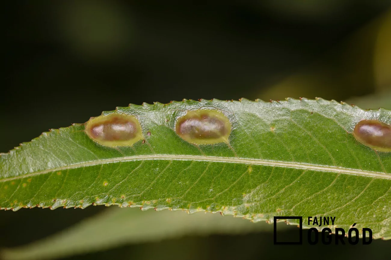 Parch wierzby - jak wygląda, objawy, zapobieganie, zwalczanie choroby