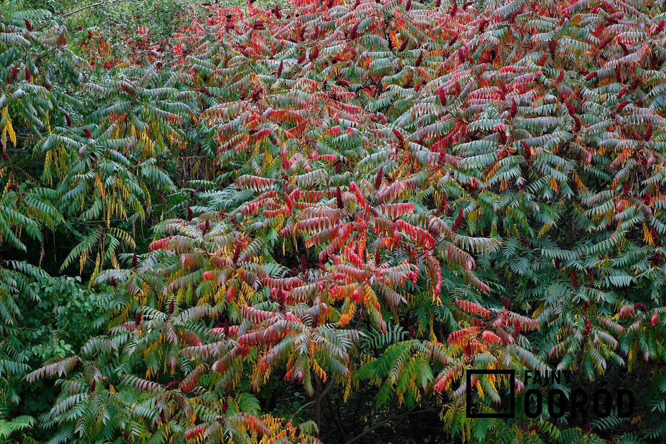 Czy warto posadzić sumaka w ogrodzie? Dobrze się zastanów