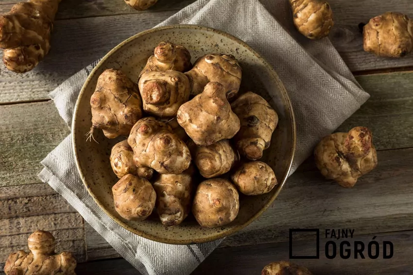 „Ziemniak XXI wieku” – jest zdrowszy od kartofla, a rośnie jak chwast!