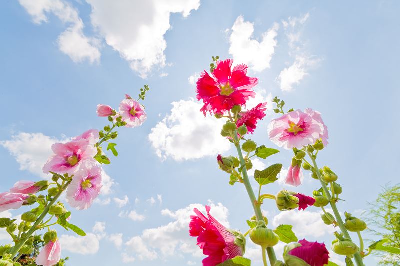 Malwa w ogrodzie - odmiany, sadzenie, uprawa, pielęgnacja, ciekawostki