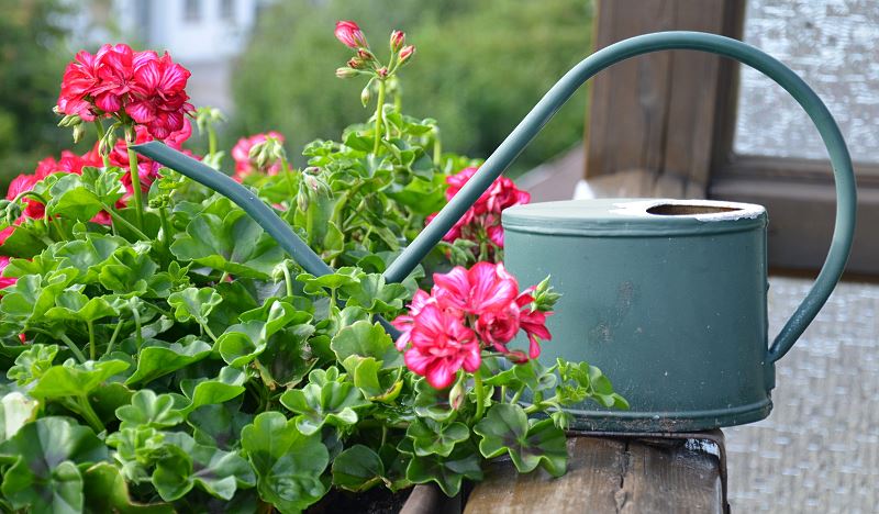 Pelargonia angielska - odmiany, uprawa, wymagania, choroby, porady