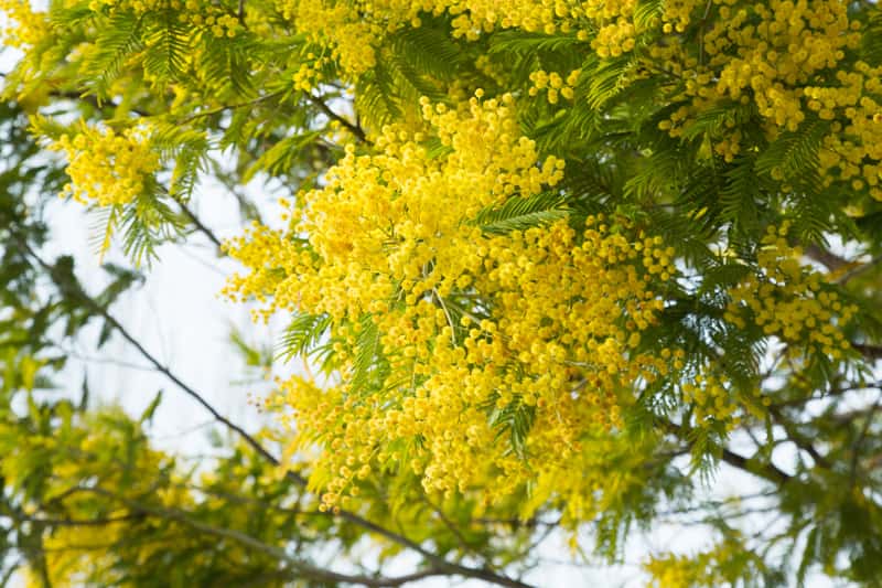 Akacja srebrzysta (mimoza) - opis, wysiew, uprawa, pielęgnacja, porady ...