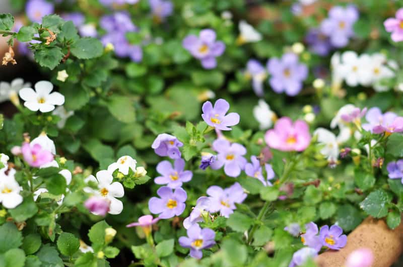 Bakopa (Sutera) - odmiany, uprawa, pielęgnacja, rozmnażanie, podlewanie