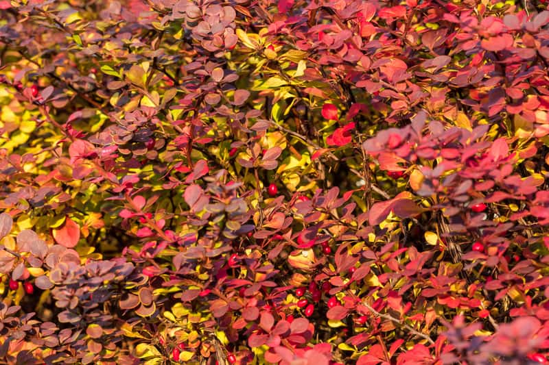 Najpopularniejsze odmiany berberysów – co wybrać do ogrodu?