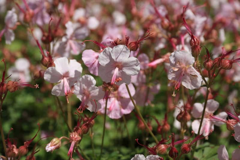 Bodziszek kantabryjski i bodziszek himalajski - uprawa, pielęgnacja, porady