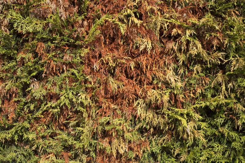 Fytoftoroza iglaków - przyczyny, objawy, skuteczne zwalczanie