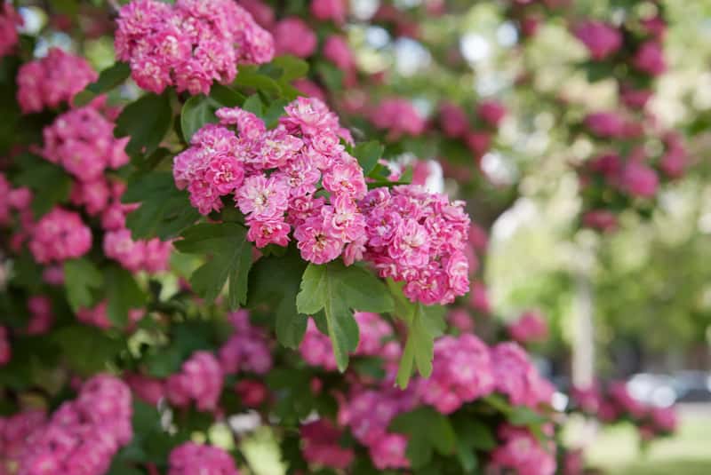 Głóg pośredni - odmiany, sadzenie, uprawa, pielęgnacja, przycinanie