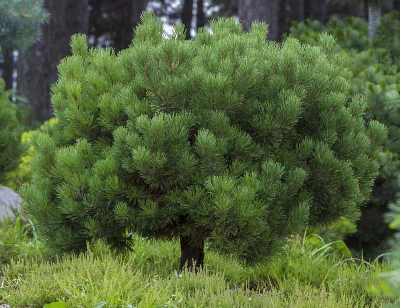 Sosna górska (Pinus mugo) - odmiany, wymagania, uprawa, pielęgnacja