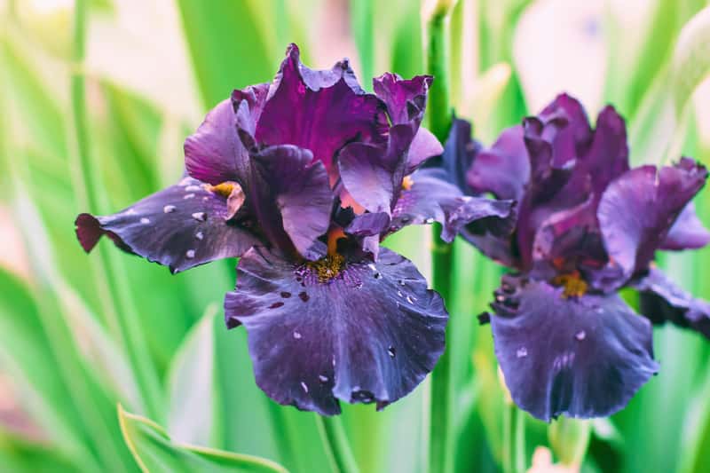 Irysy cebulowe (kosaćce) - sadzenie, uprawa, pielęgnacja, zimowanie, porady