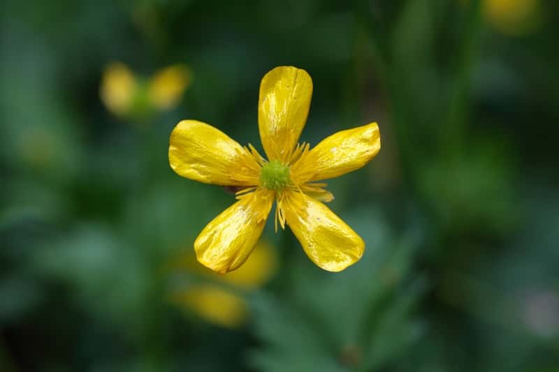 Jaskier polny (łąkowy) - zastosowanie, właściwości, występowanie, opis