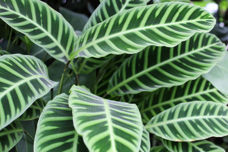 Kalatea (Calathea) - odmiany, uprawa, pielęgnacja, podlewanie