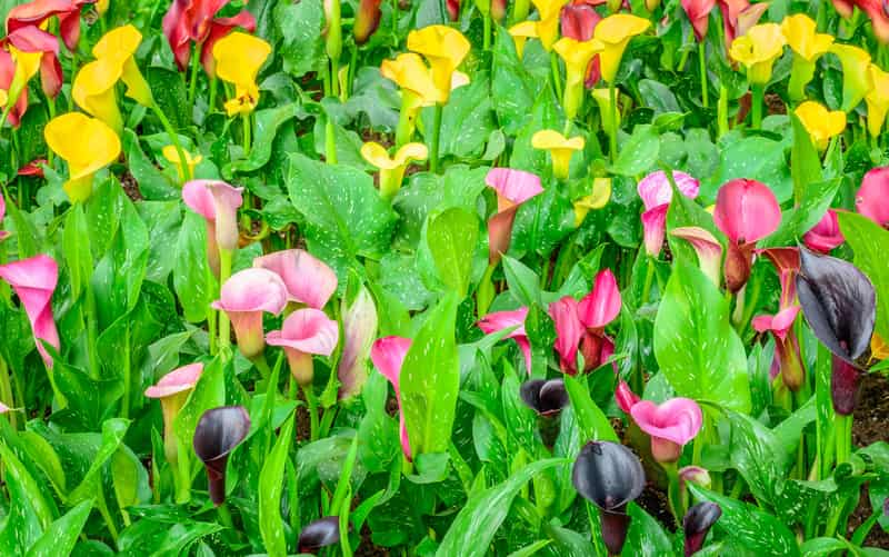 Kalia ogrodowa - uprawa i pielęgnacja pięknego kwiatu ogrodowego