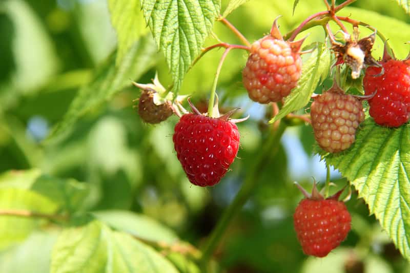 Jak wybrać najlepsze sadzonki malin? Odmiany, ceny, porady przy wyborze