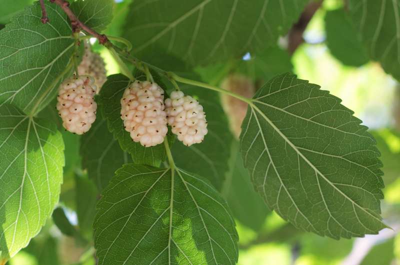 Morwa biała - właściwości lecznicze, uprawa w Polsce, pielęgnacja