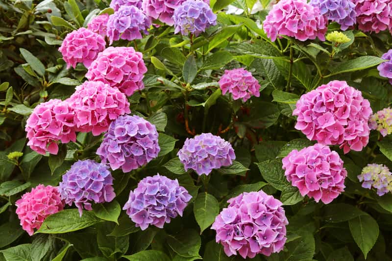 Hortensja Macrophylla (Hydrangea macrophylla) - uprawa, pielęgnacja