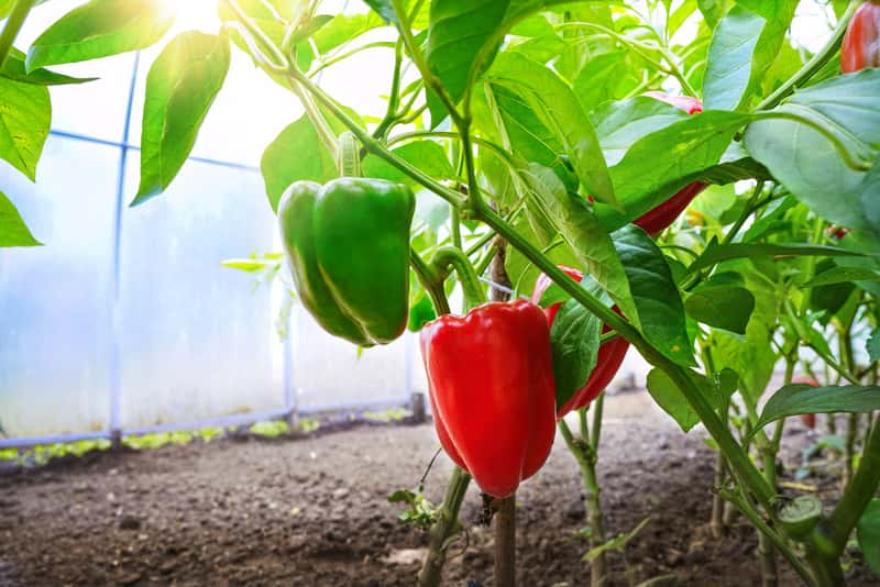 Uprawa papryki w gruncie – odmiany, sadzenie, hodowla, porady praktyczne