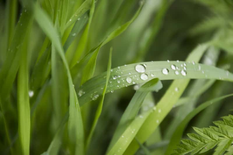 Perz - zwalczanie popularnego chwastu w ogrodzie