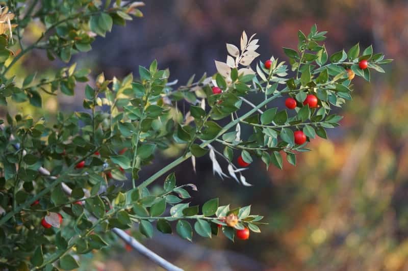 Ruszczyk kolczasty - uprawa, właściwości lecznicze, działanie i ...