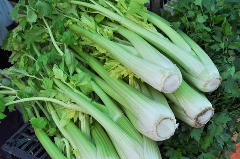 Uprawa selera naciowego krok po kroku - sadzenie, uprawa, pielęgnacja