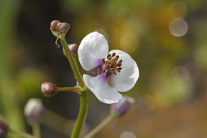 Strzałka wodna - opis, sadzenie, uprawa, pielęgnacja w oczku wodnym