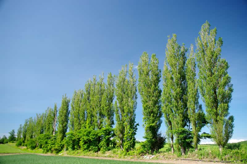 Topola energetyczna – sadzenie i uprawa na własne potrzeby, wydajność ...