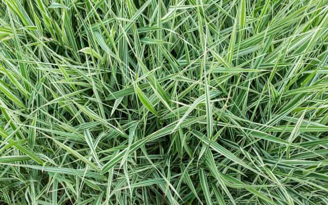 Turzyca pospolita (carex nigra, carex fusca) – opis, odmiany, uprawa ...