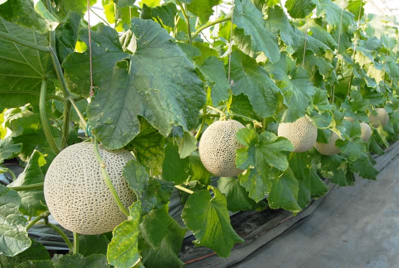 Uprawa melona w gruncie - odmiany, sadzenie, pielęgnacja, zbiór