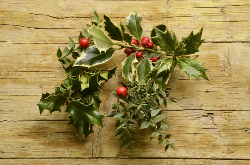 Ruszczyk kolczasty - uprawa, właściwości lecznicze, działanie i ...