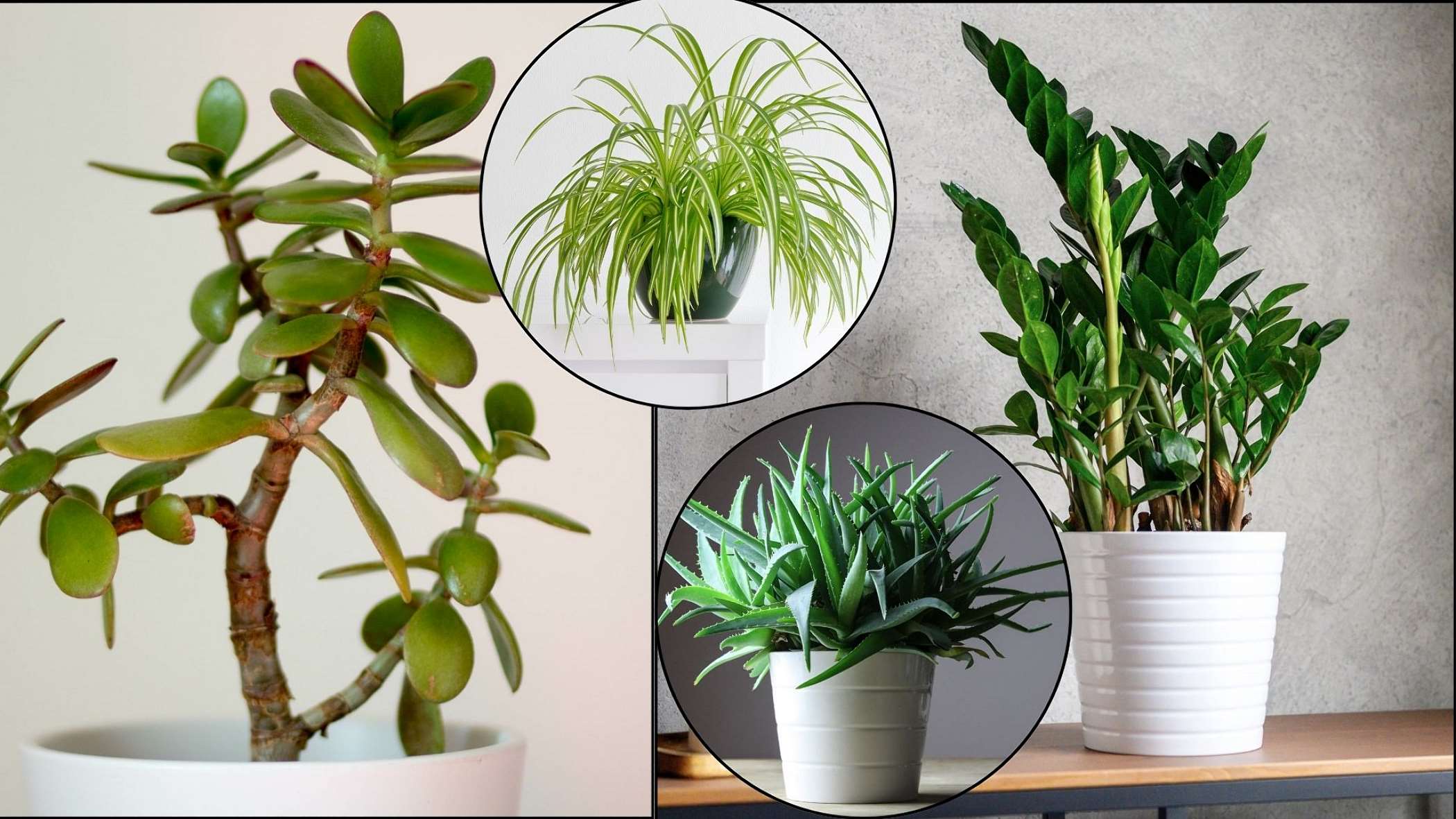 Zabijasz wszystkie rośliny doniczkowe? Te 4 gatunki przetrwają wszystko