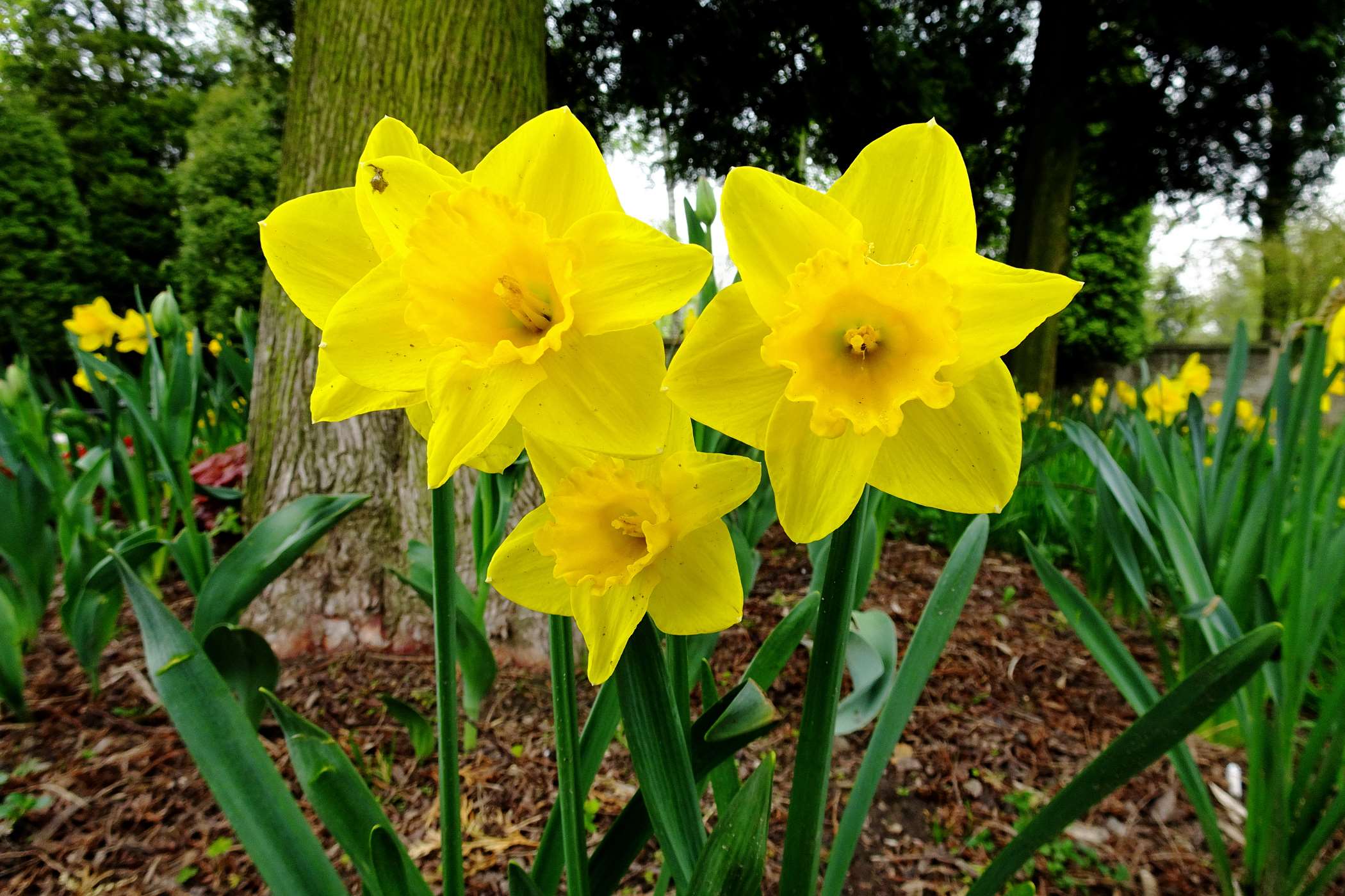 Zdjęcia żonkila - 5 fotografii
