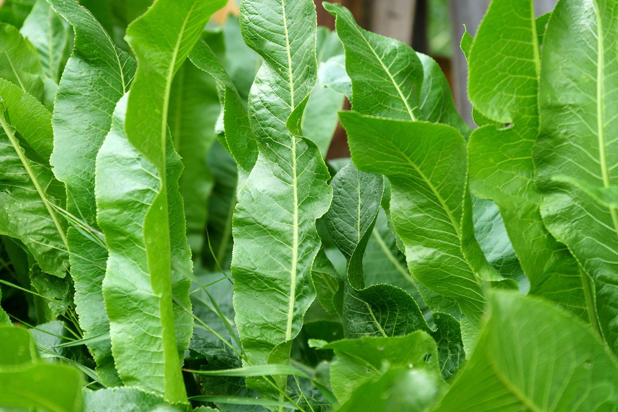 Zdjęcia chrzanu pospolitego - 5 fotografii