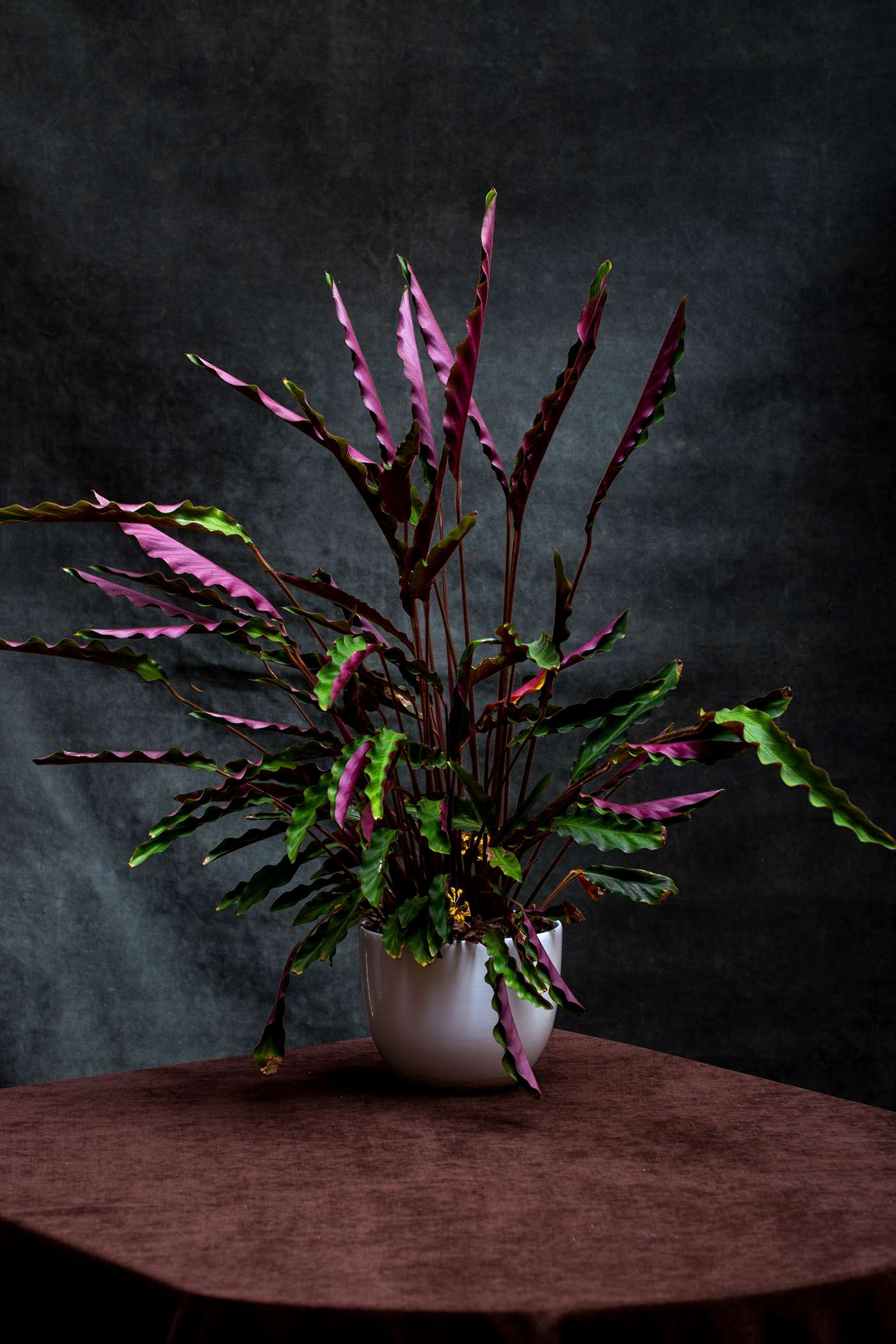 Zdjęcia kalatei falistolistnej - 5 fotografii