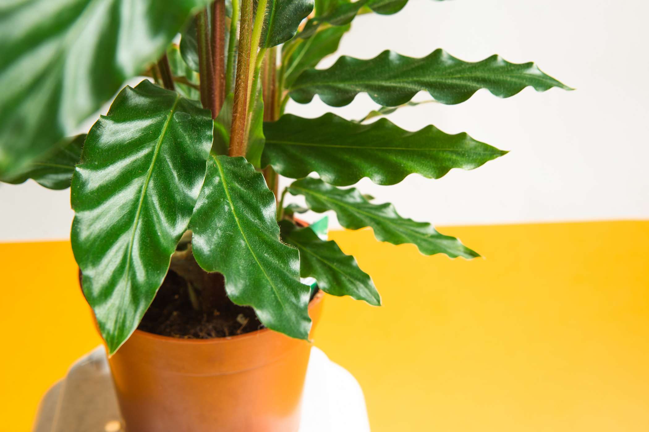 Zdjęcia kalatei falistolistnej - 5 fotografii