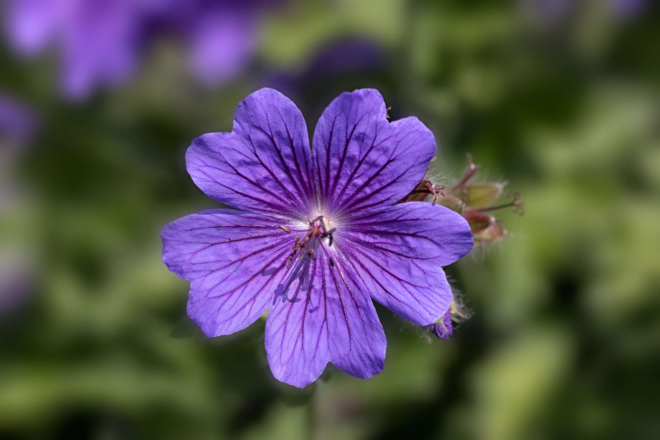 Zdjęcia bodziszka wspaniałego - 5 fotografii