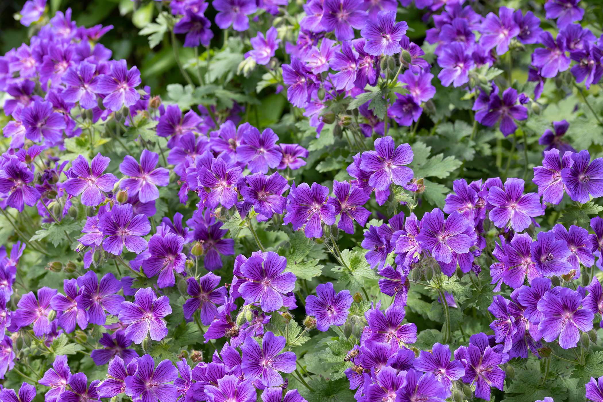 Zdjęcia bodziszka wspaniałego - 5 fotografii