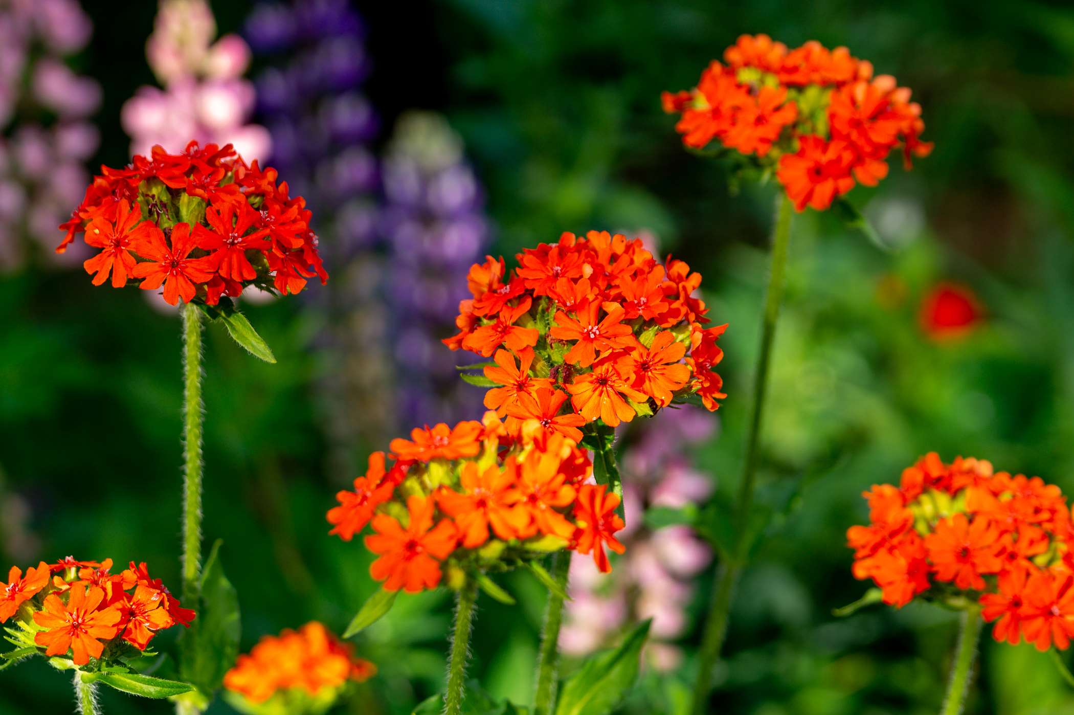 Zdjęcia firletki chalcedońskiej - 5 fotografii