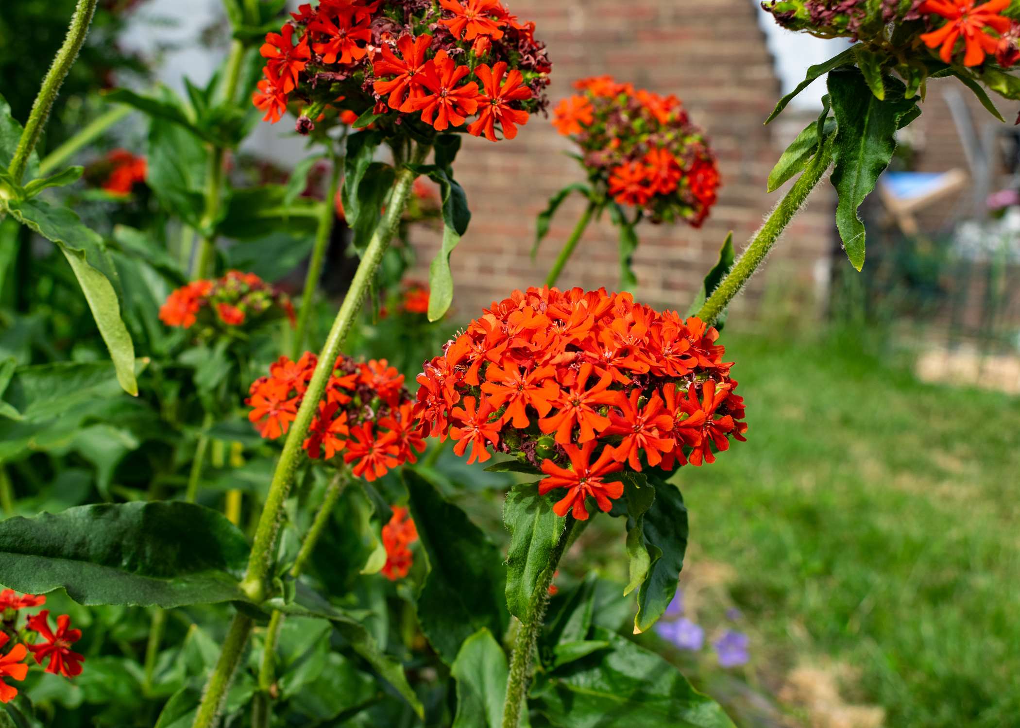 Zdjęcia firletki chalcedońskiej - 5 fotografii