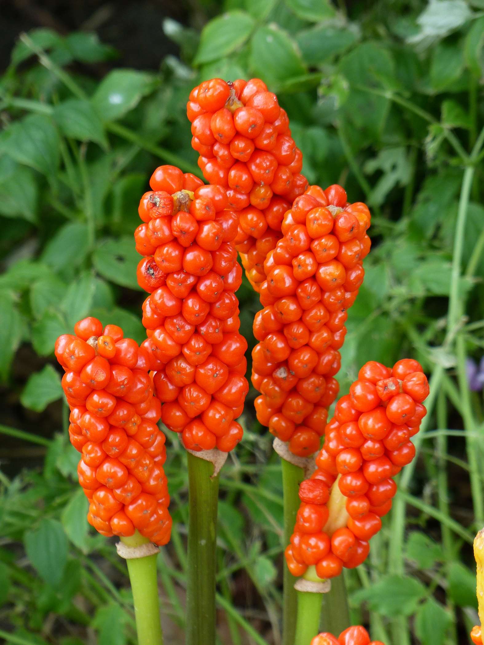 Zdjęcia obrazków włoskich - 5 fotografii