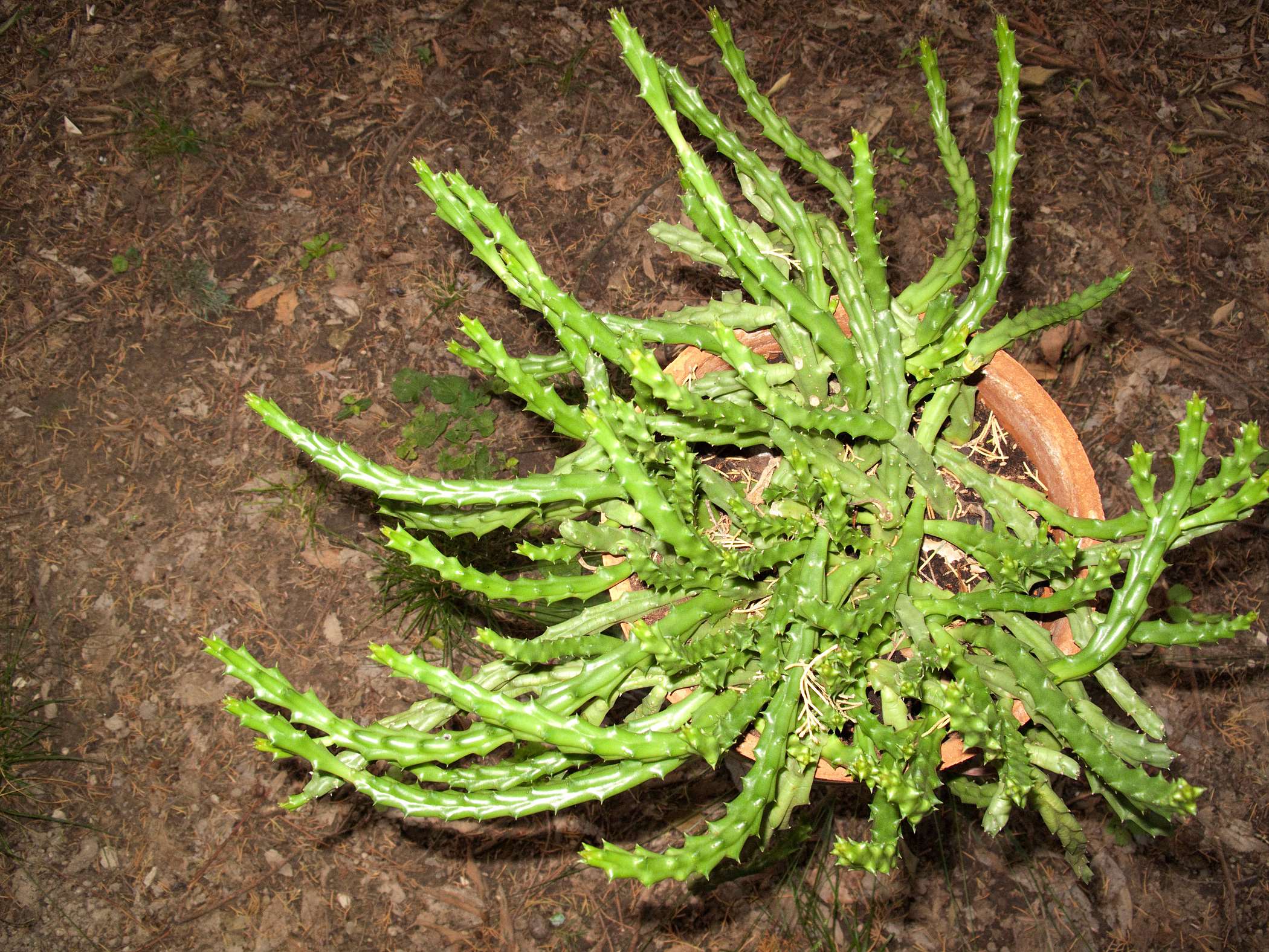 Zdjęcia stapelii pstrej - 5 fotografii