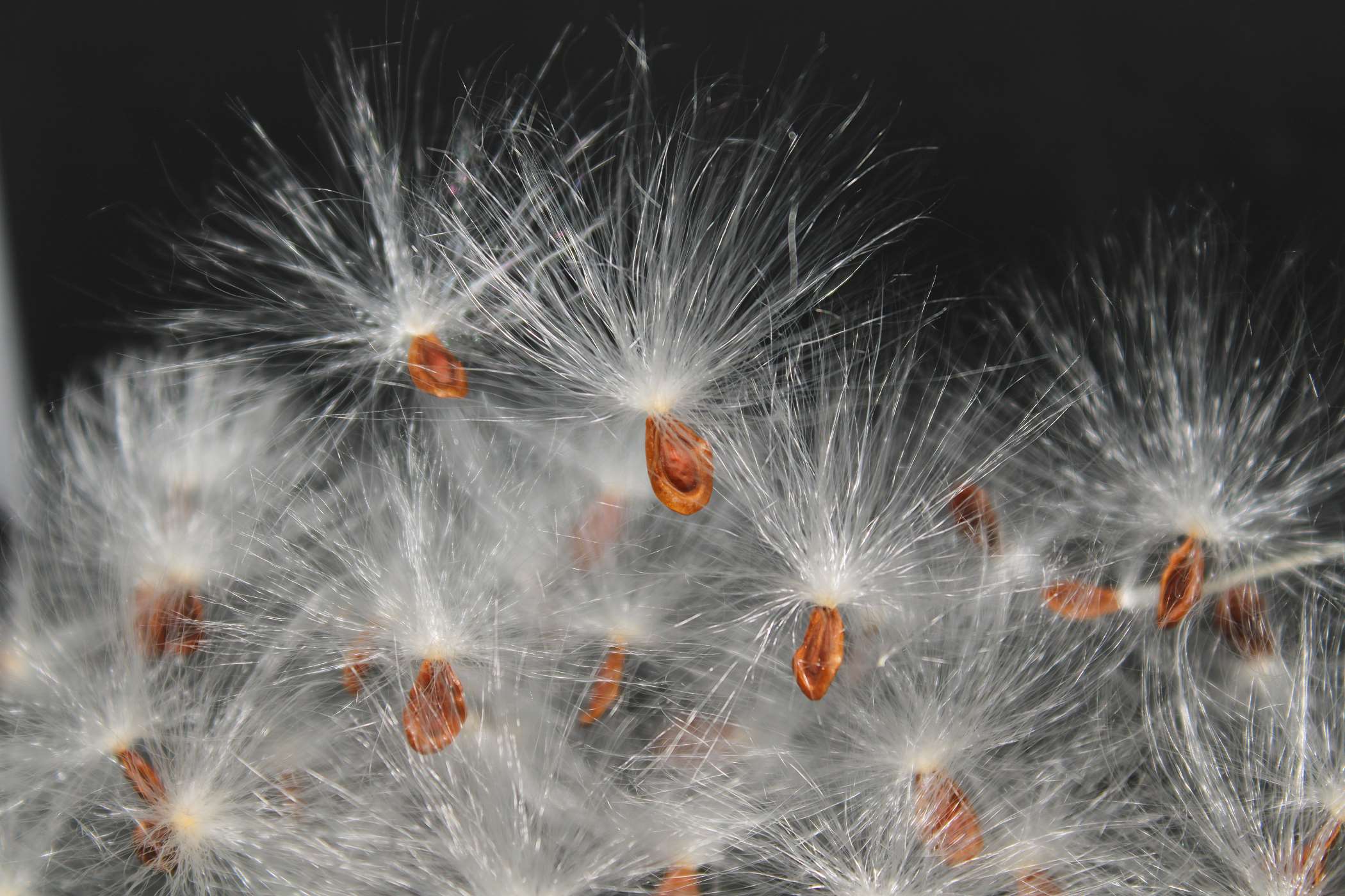 Zdjęcia stapelii pstrej - 5 fotografii