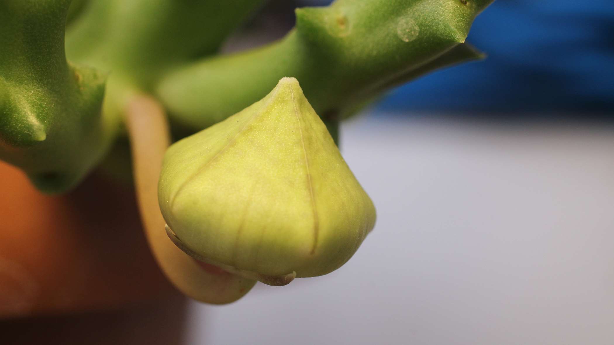 Zdjęcia stapelii pstrej - 5 fotografii