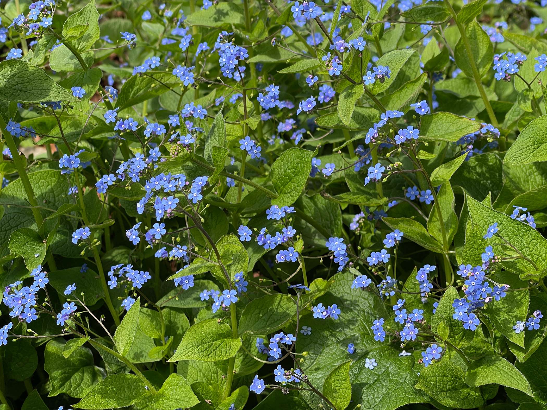 Zdjęcia ułudki wiosennej - 5 fotografii
