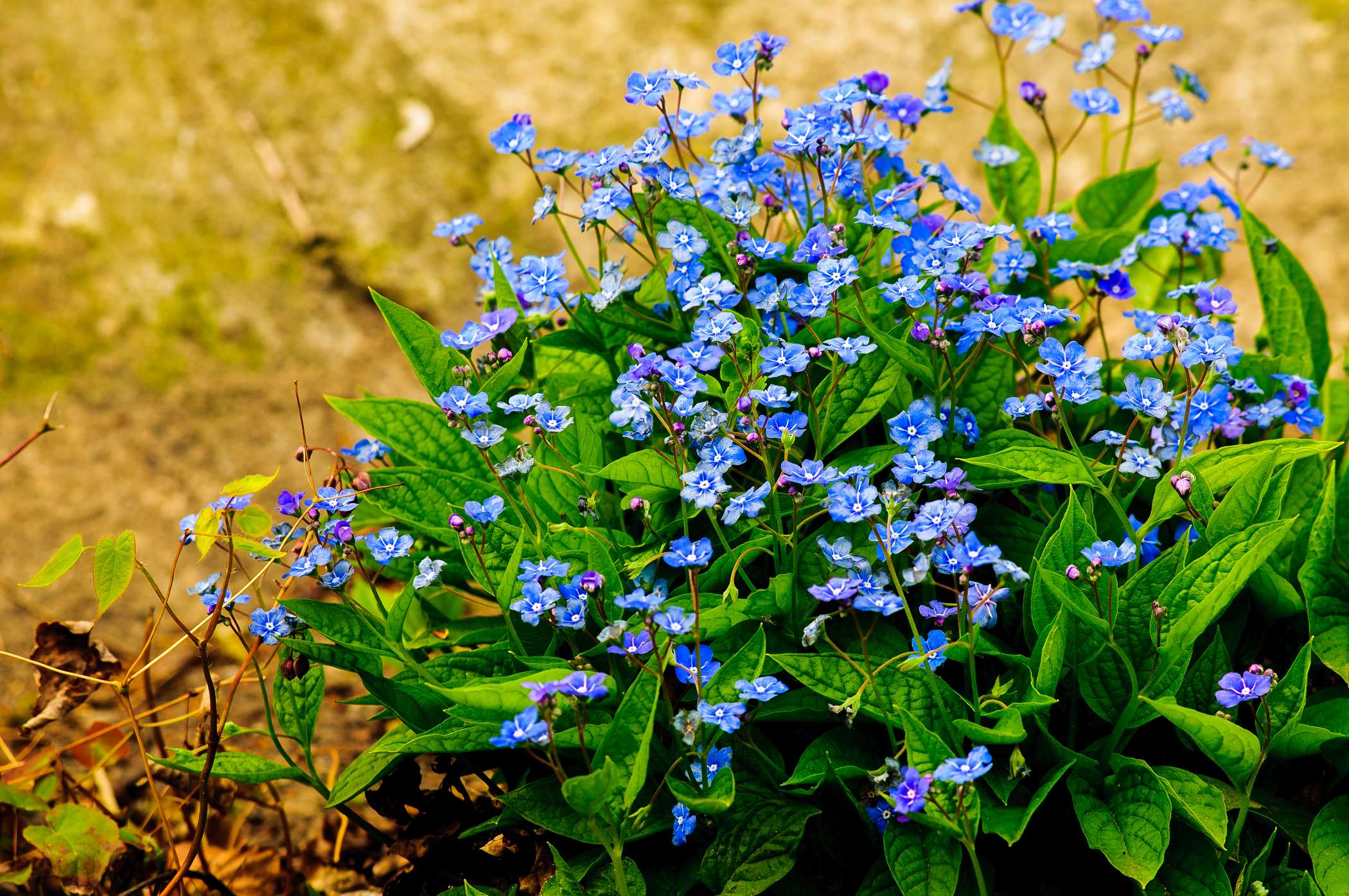 Zdjęcia ułudki wiosennej - 5 fotografii