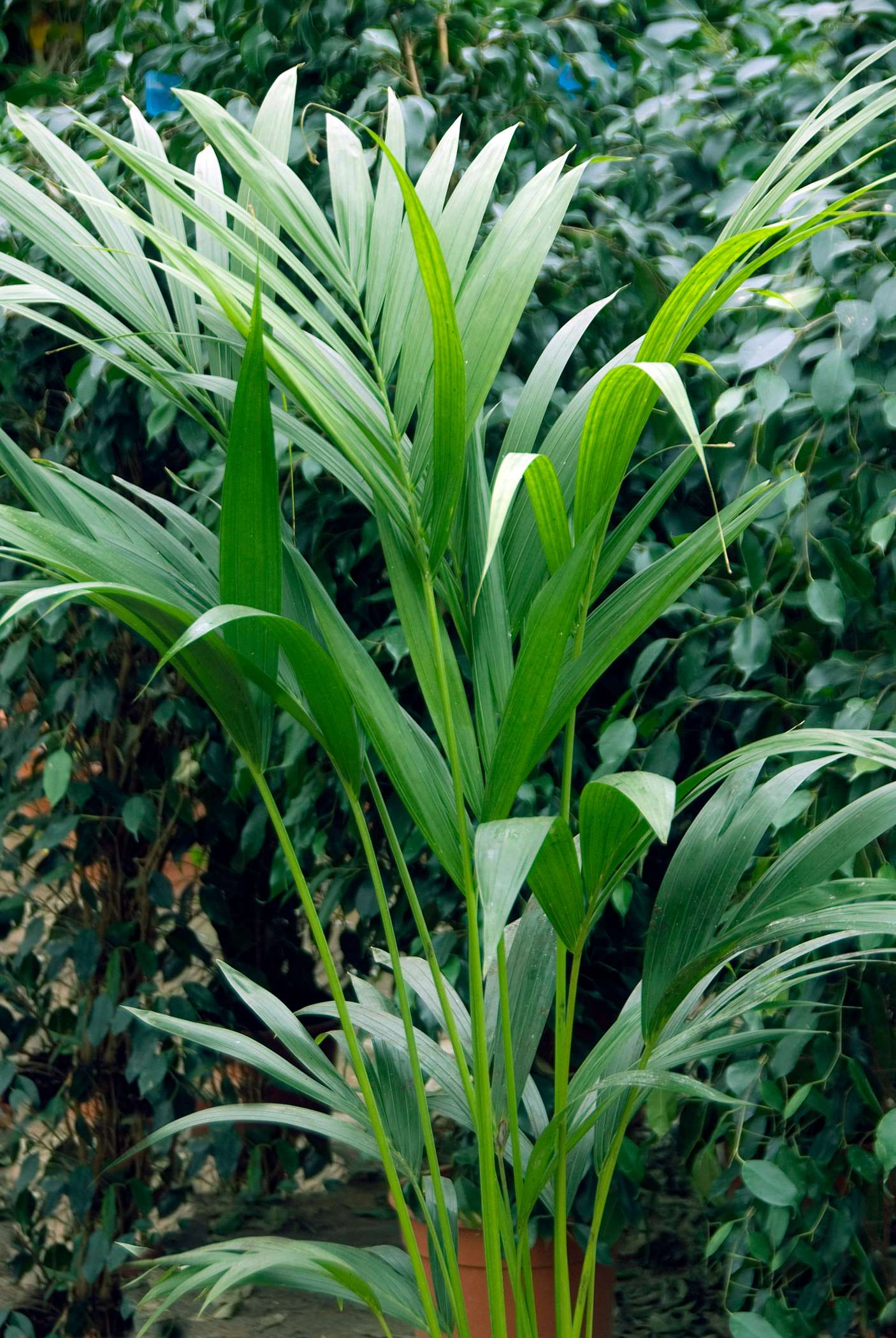 Zdjęcia palmy kencji - 5 fotografii