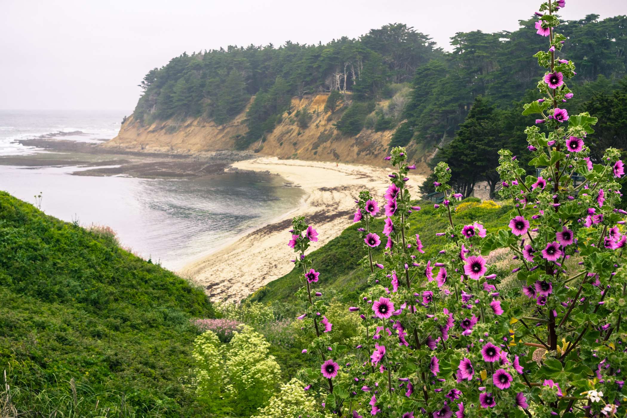 Zdjęcia malwy drzewiastej - 5 fotografii